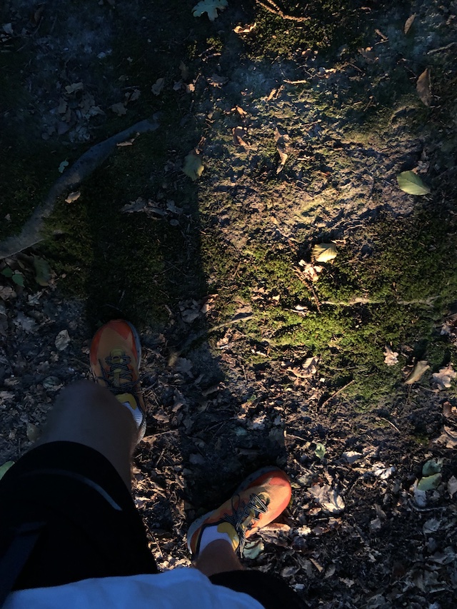 The Forest Weeknotes S13E03